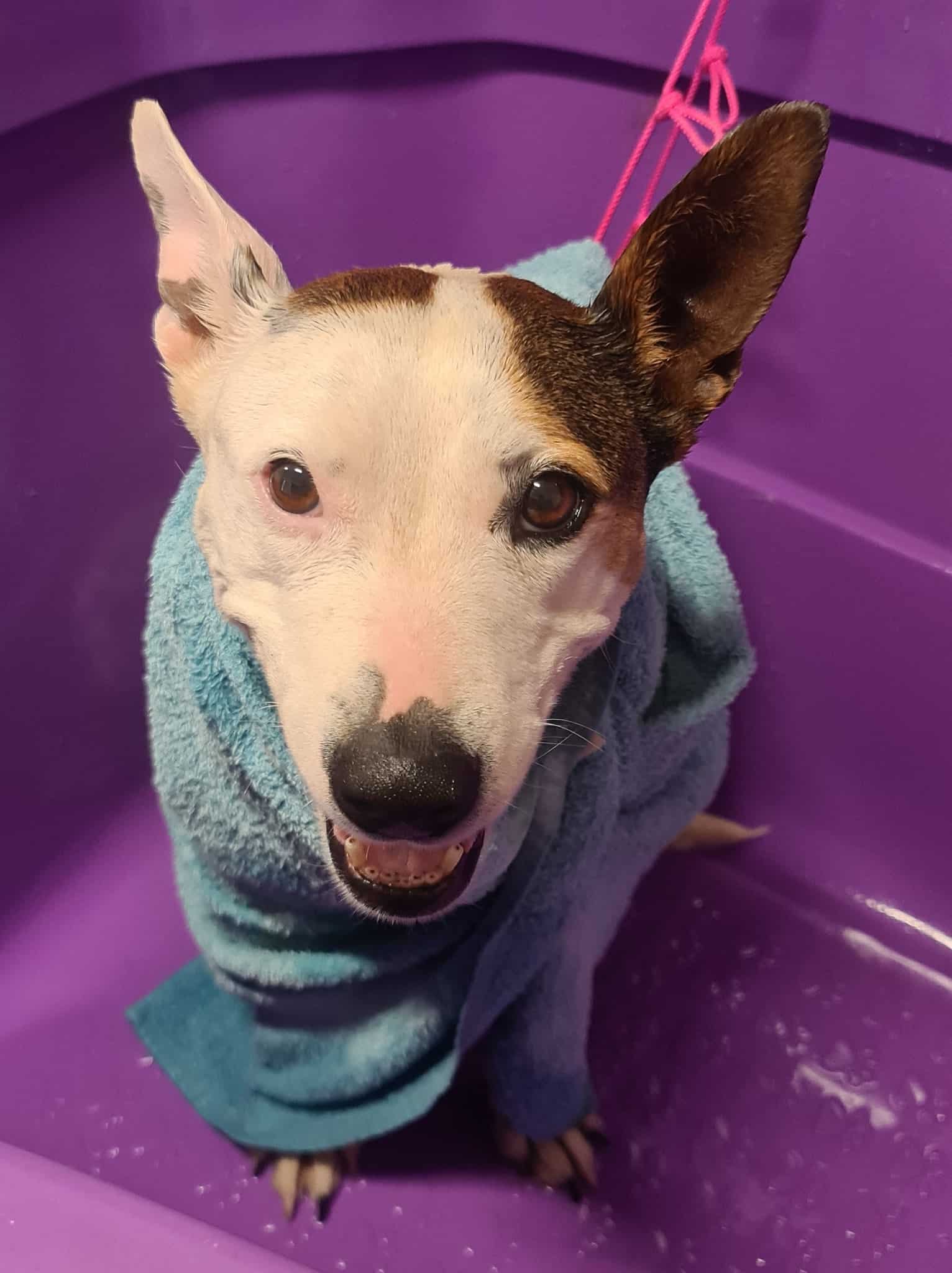 Dusty Paws Dog Boarding