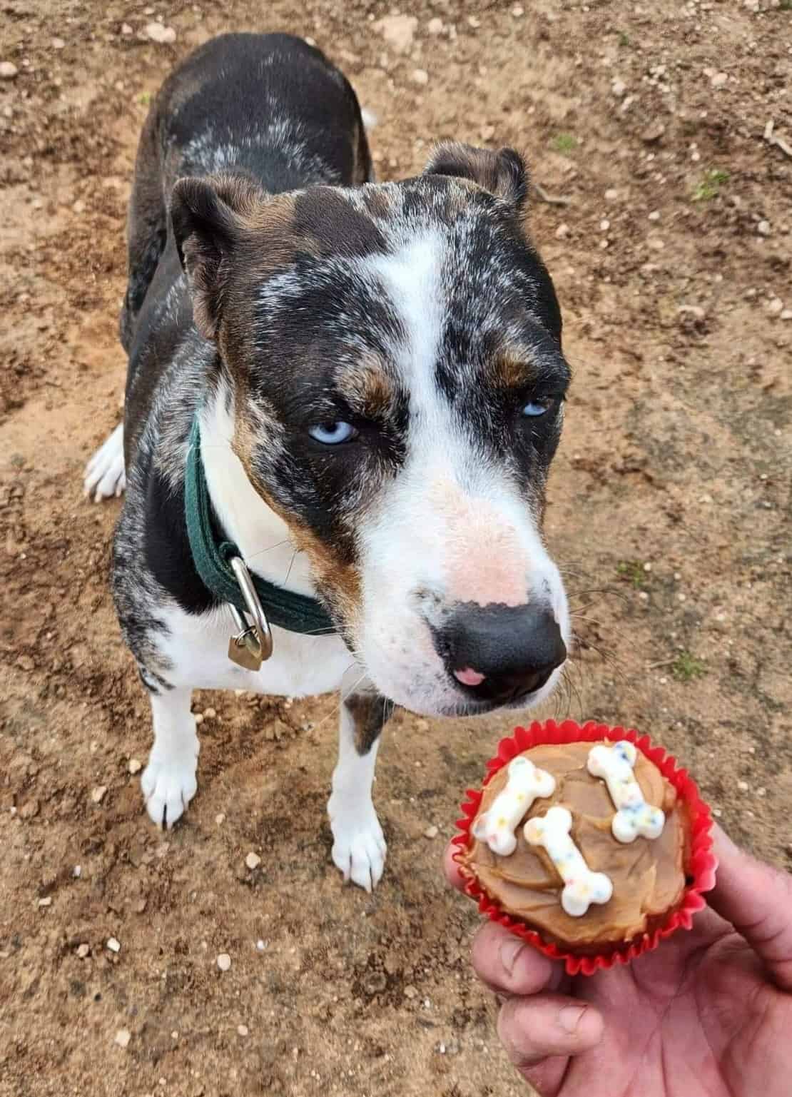 Dog Boarding - Dusty Paws Dog Boarding